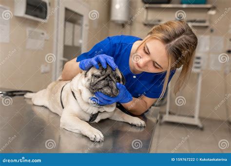 Young Professional Female Veterinarian Doctor Hold Pug Dog Before Exam