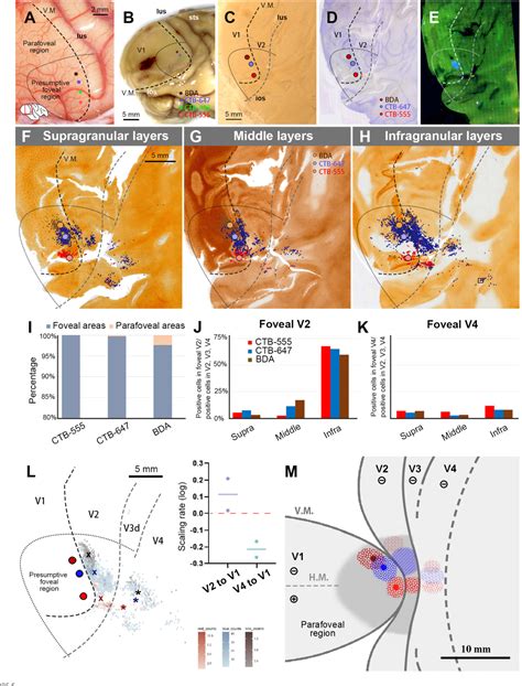 Figure 6 From Topographic Organization Across Foveal Visual Areas In Macaques Semantic Scholar