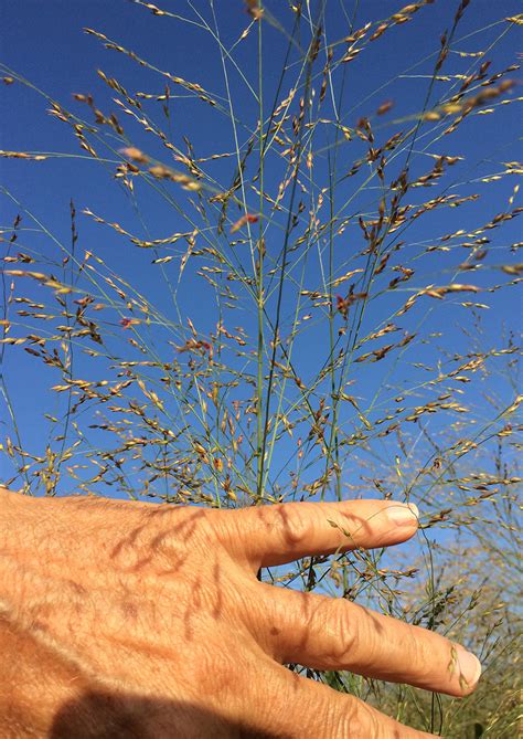 Switchgrass Native American Seed