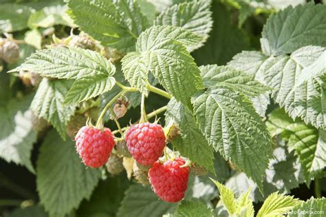 Raspberry Tulameen Pumpkin Beth