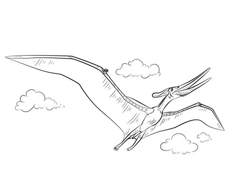 Desenho De Pteranodonte Voando Para Colorir Tudodesenhos