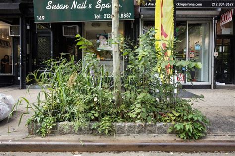 New York Citys Street Trees Have Unique Stories To Tell