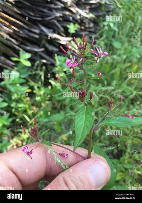 Mosquito Flower Lopezia Racemosa Plantae Stock Photo Alamy
