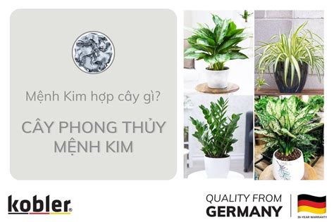 Mệnh Kim Hợp Cây Gì Top 13 Loại Cây Trong Nhà Giúp Thu Hút Tài Lộc