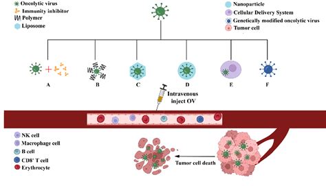 Figure 4 From The Dilemma Of Hsv 1 Oncolytic Virus Delivery The Method