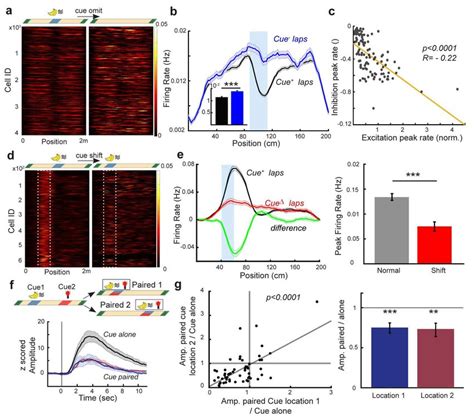 Cue Presentation Leads To Suppression Of Diverse Types Of Dg Responses