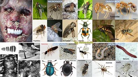 ENTOMOLOGÍA FORENSE LOS INSECTOS EN LA ESCENA DEL CRIMEN