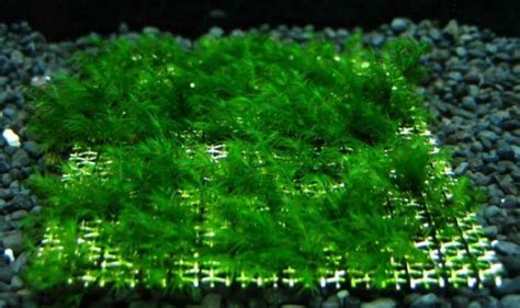 Мох феникс (Phoenix Moss)- для аквариума