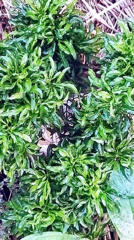 Pin De Khoo Kimeng En The Plants And Garden