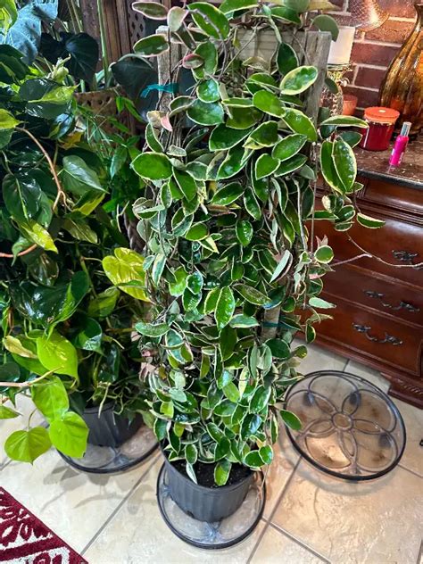 Hoya Krimson Queen In Trellis Hoya Carnosa Variegated