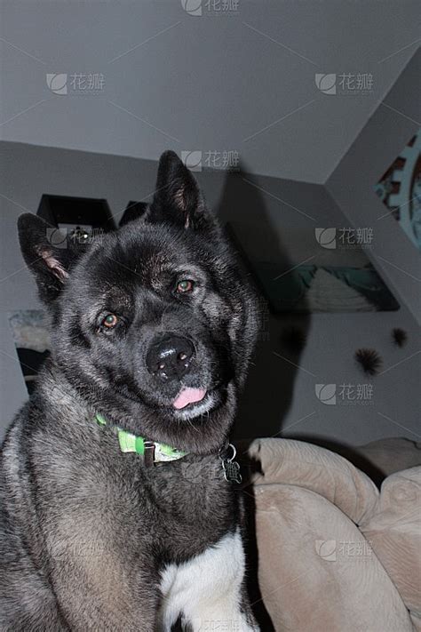 美国秋田犬