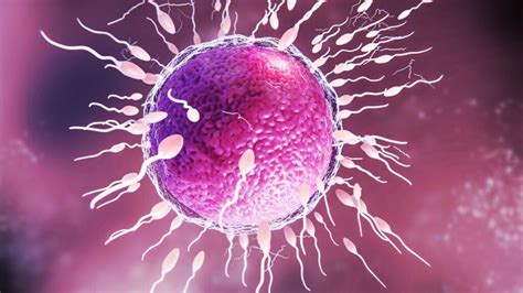 Sperm Abnormalities Types Causes Symptoms And Treatment