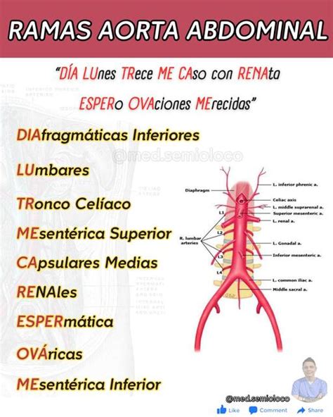 RAMAS AORTA ABDOMINAL Víctor Rodriguez Botero med semioloco uDocz