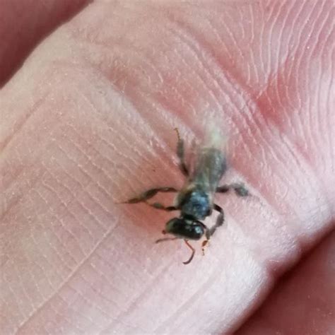 Philippines Stingless Bees Finger For Scale Video In Comments R