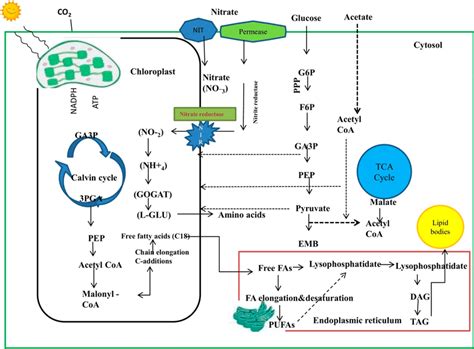 Simple Representation Of Nutrient Uptake Metabolism By Microalgae From Download Scientific