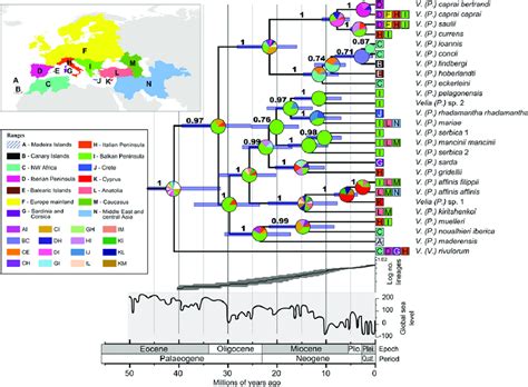 Timeline Of Diversification Based On Fossil Calibration And Download Scientific Diagram