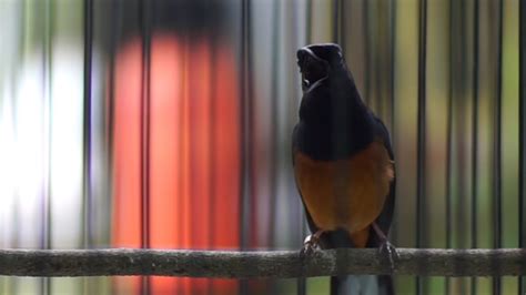 Pancingan Murai Batu Sore Hari Ampuh Dongkrak Lawan Gacor Seketika