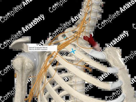 Dorsal Scapular Nerve Roots