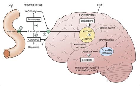 Drugs For Neurodegenerative Diseases Basicmedical Key