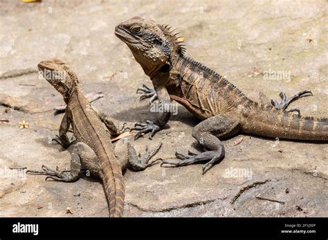 Australian Water Dragon Lizard