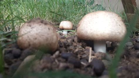 Agaricus Subrufescens All About Growing And Hunting Mushrooms