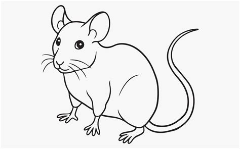 Abstract Rat Line Drawing 50890925 Vector Art At Vecteezy