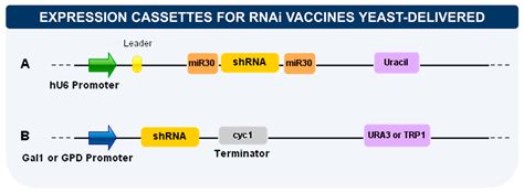 Rna Vaccines Yeast As A Novel Antigen Vehicle