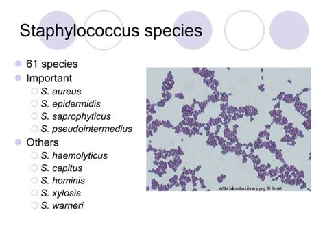 Staphylococcus Ppt 2 Ppt