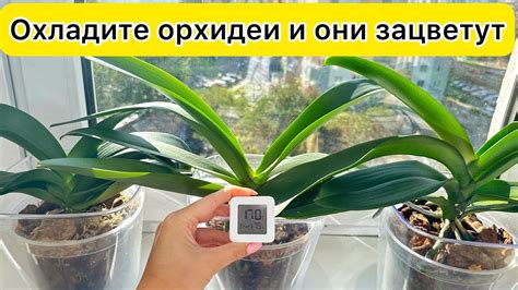 Точно орхидеи ЗАЦВЕТУТ после такого охлаждения ЗАСТАВИТЬ орхидею цвести ...