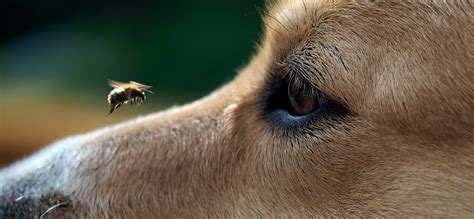 What To Do If Your Dog Is Stung By A Bee Or Wasp Frontline