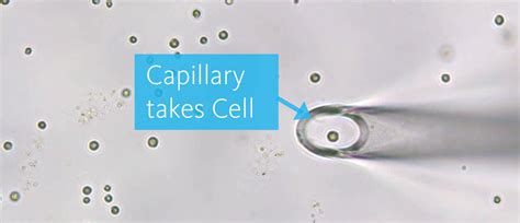 Cellpicker Automated Cell Selection Tool