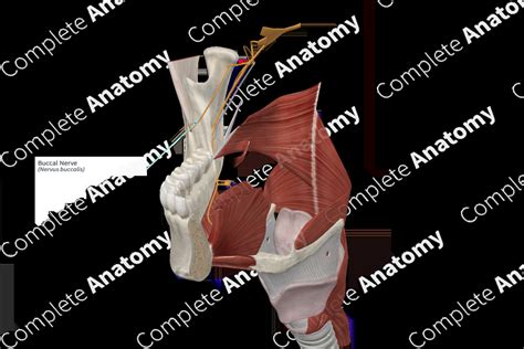 Buccal Nerve Complete Anatomy