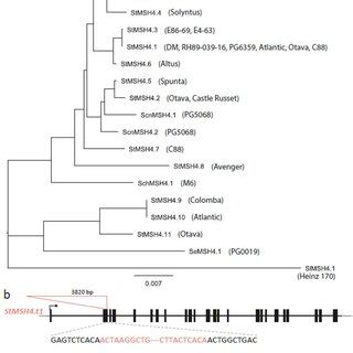 A Phylogenetic Dendrogram Of Stmsh Haplotypes Retrieved From De Novo