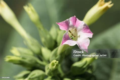 담배 농장 분야에서 자라는 담배 큰 잎 작물 니코티나 식물의 많은 섬세한 분홍색 꽃 꽃 나무에 대한 스톡 사진 및 기타 이미지 꽃 나무 꽃 식물 나뭇가지 Istock