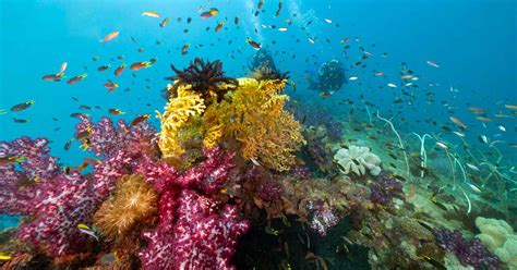 Coral Micro Nurseries Offer Breakthrough For Great Barrier Reef