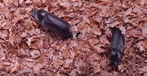Darkling Beetles Life Cycle