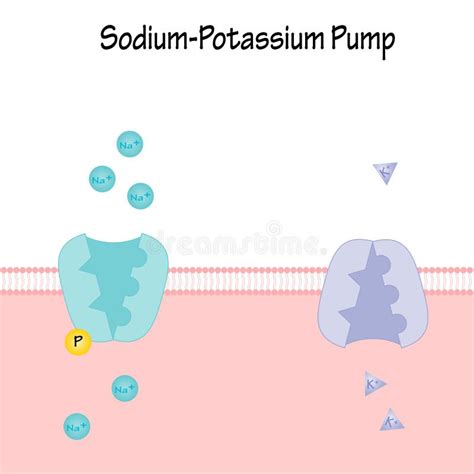 Sodium Potassium Pump Stock Vector Illustration Of Molecular 251988717