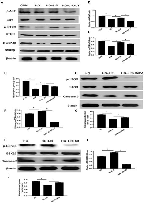 The Western Blot Assessments Of The Activations Of Download