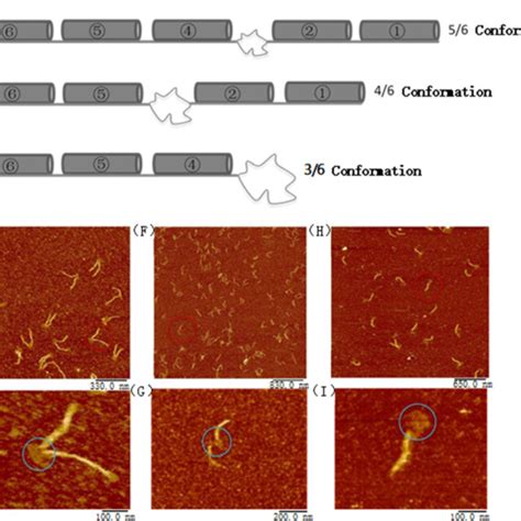 Different Conformations Of Linear Origami Structures Design Scheme Of