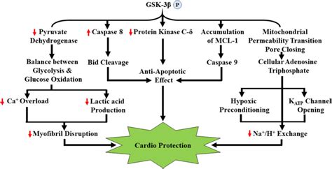 Possible Signaling Modulation Associated With Gsk 3β Phosphorylation Download Scientific