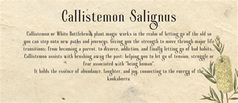 Callistemon Botanical Stone