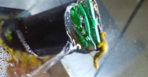 I Find My Newts In Very Strange Positions Album On Imgur