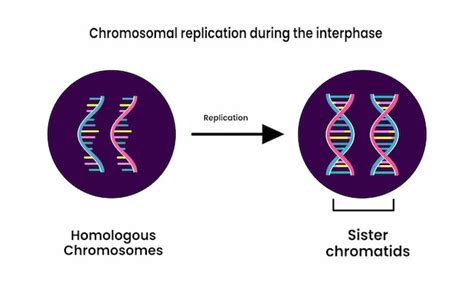 Chromosomale Duplikation