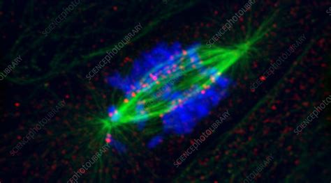Epithelial Cell In Prometaphase Stock Image G4500101 Science
