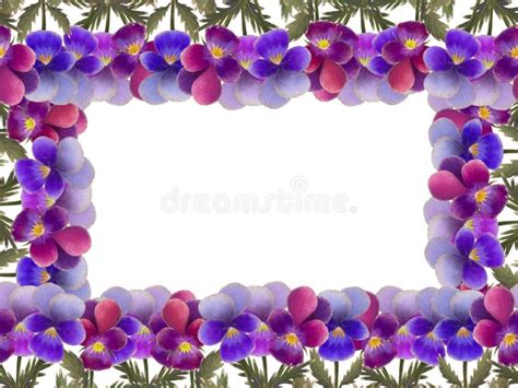 The Floral Violet And Pink Border Frame With White Space Design Is Aesthetically Pleasing Stock