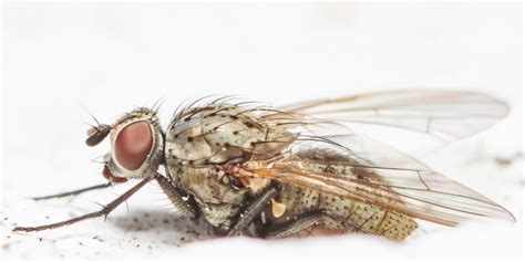 180 Funny Bug Names Hilarious Ideas