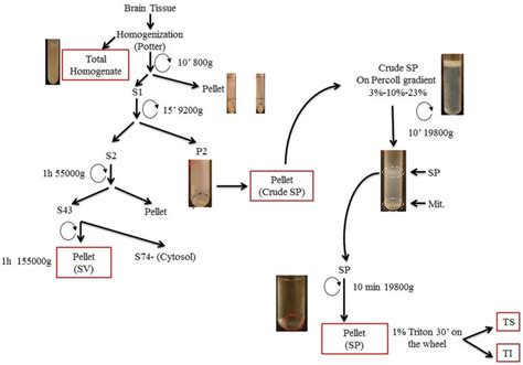 Tissue Homogenization Buffer At Timothy Mitchell Blog