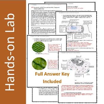 AP Biology Unit Lab Cell Types And Organelles By CooperativeBioT