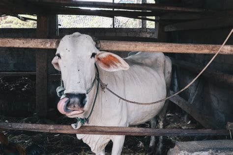60 Sapi Simmental Foto Foto Foto Stok Potret And Gambar Bebas Royalti
