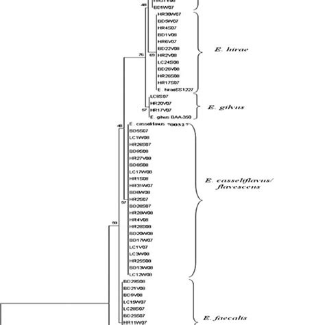 Phylogenetic Tree Constructed Using The Neighbor Joining Algorithm To